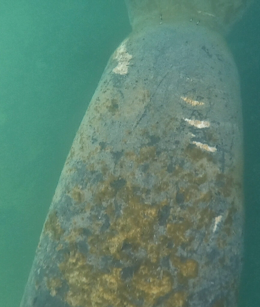 Figure 2: Manatee at Current Cut, Eleuthera, May 2022