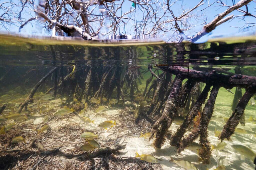 Along the water’s edge, red mangrove roots provide shelter for the ...